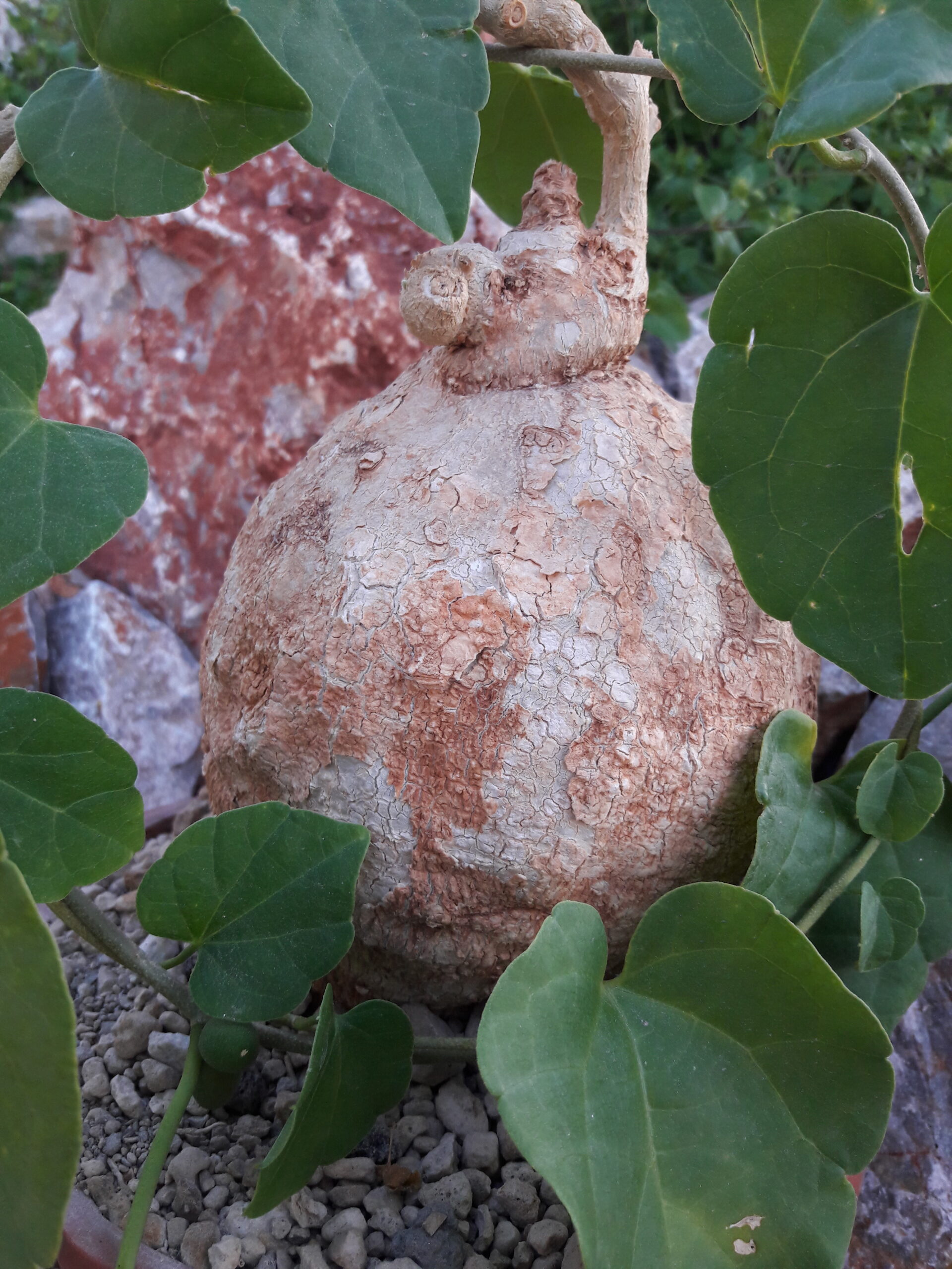 Kaudexy a pachykauly – Pyrenacantha malvifolia – Košickí kaktusári a ...