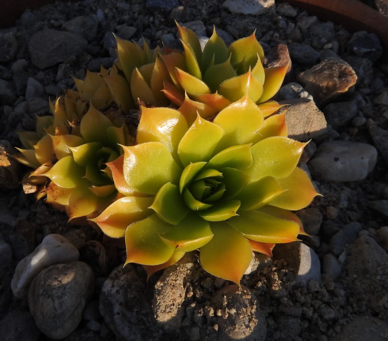 Jovibarba heuffelii (Schott) L. Amedeo di Savoia-Aosta & D.Löve ...