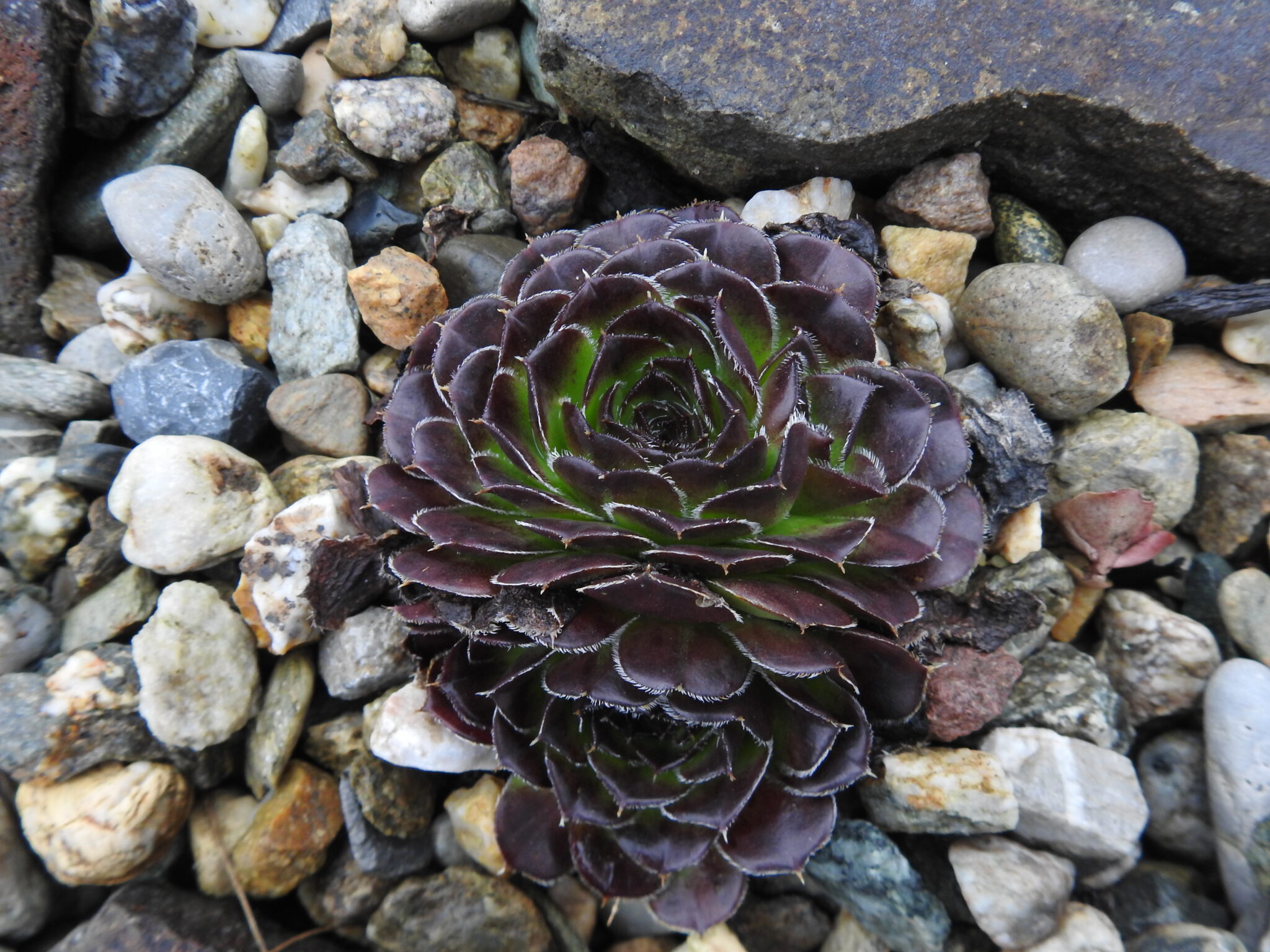 Jovibarba heuffelii (Schott) L. Amedeo di Savoia-Aosta & D.Löve ...